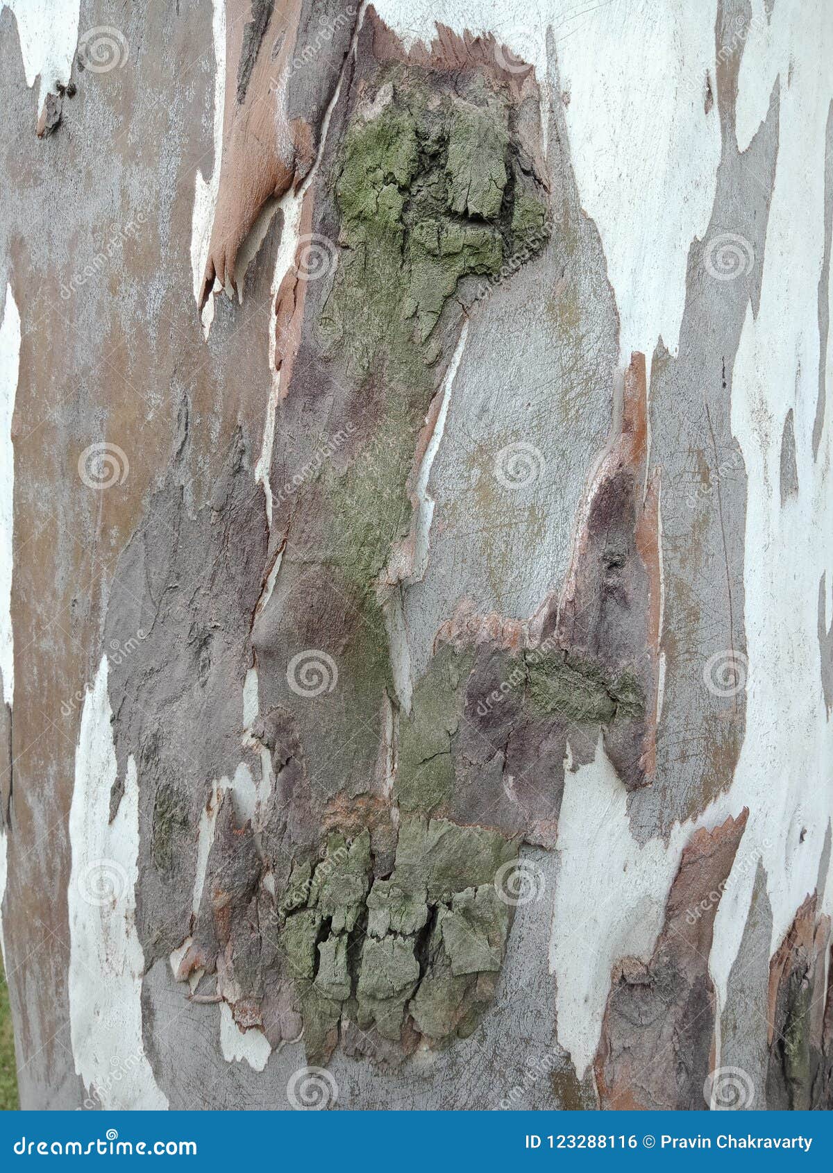 Tree Surface Textured Background. Nature Background Wallpaper Stock ...