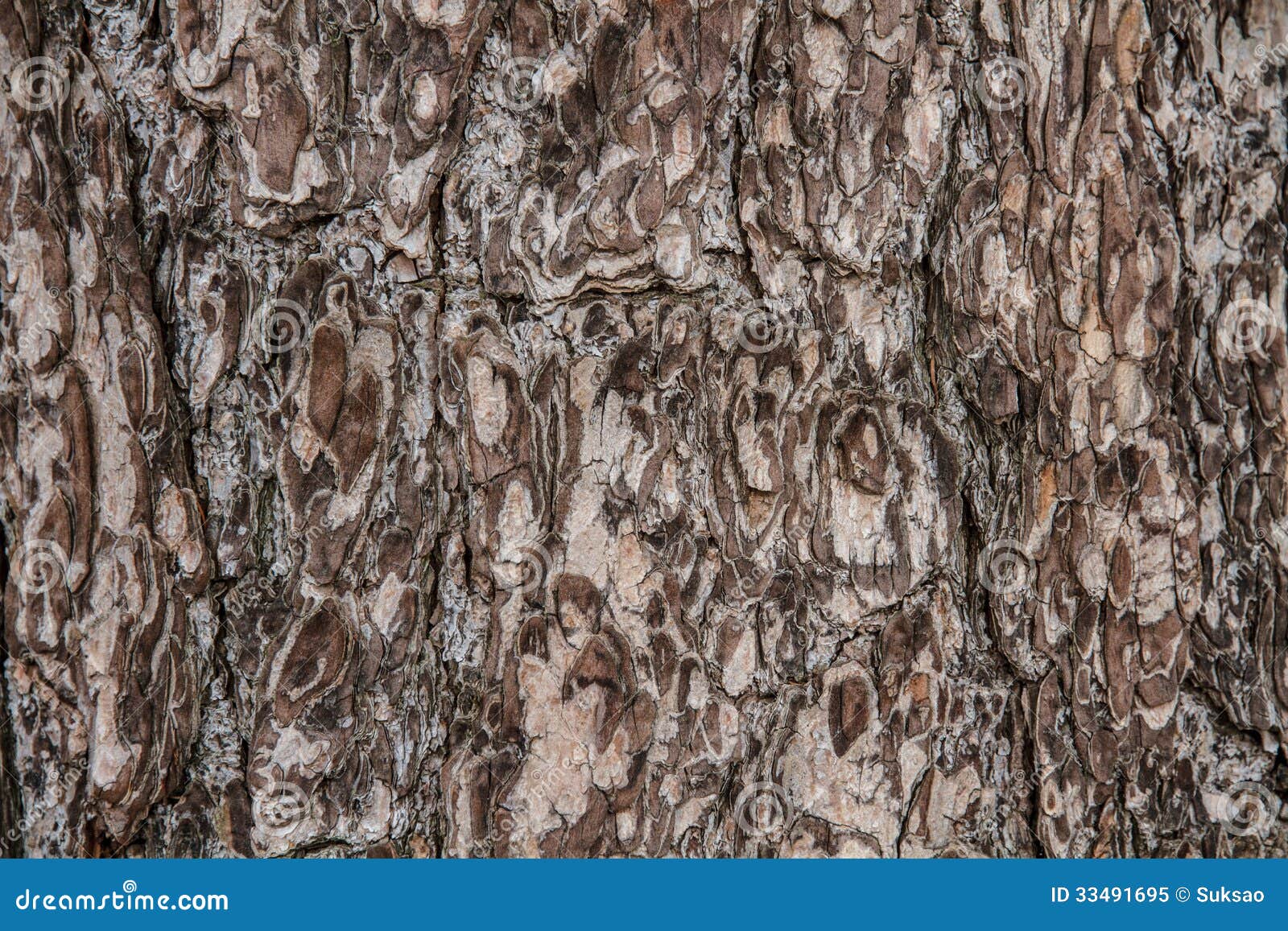 Tree surface stock image. Image of wood, natural, hardwood - 33491695