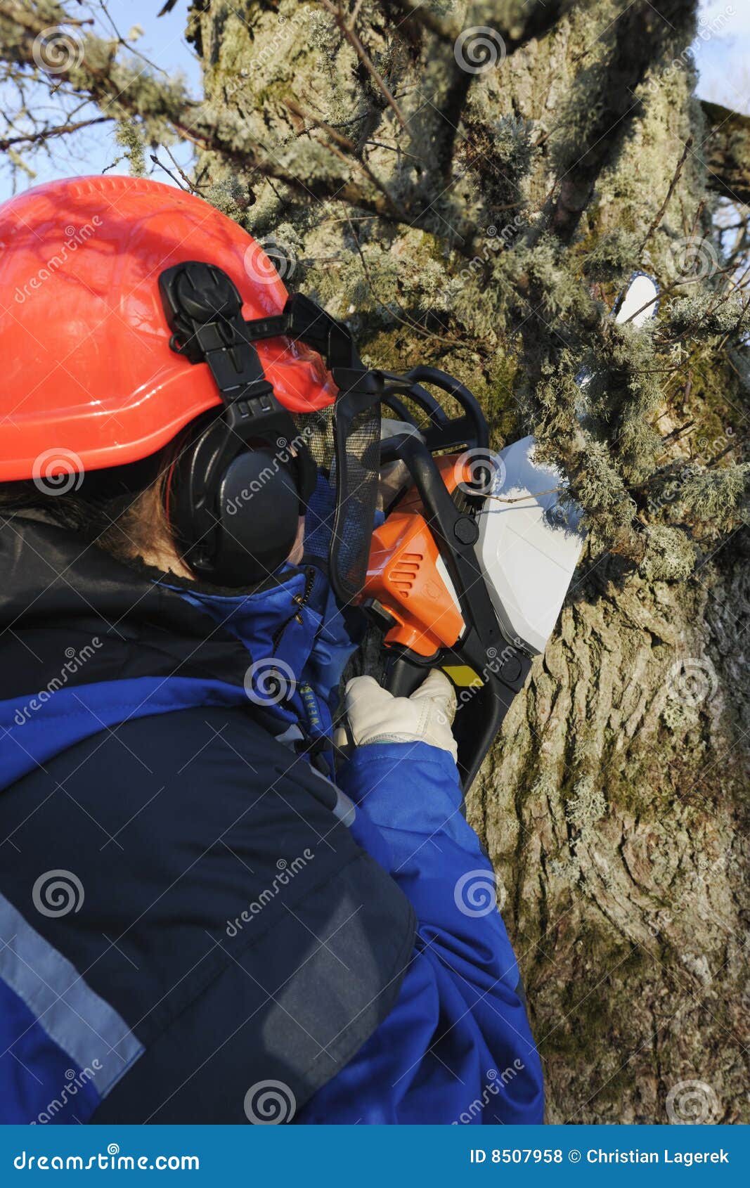 Tree-surgeon in action stock photo. Image of tools, forester - 8507958