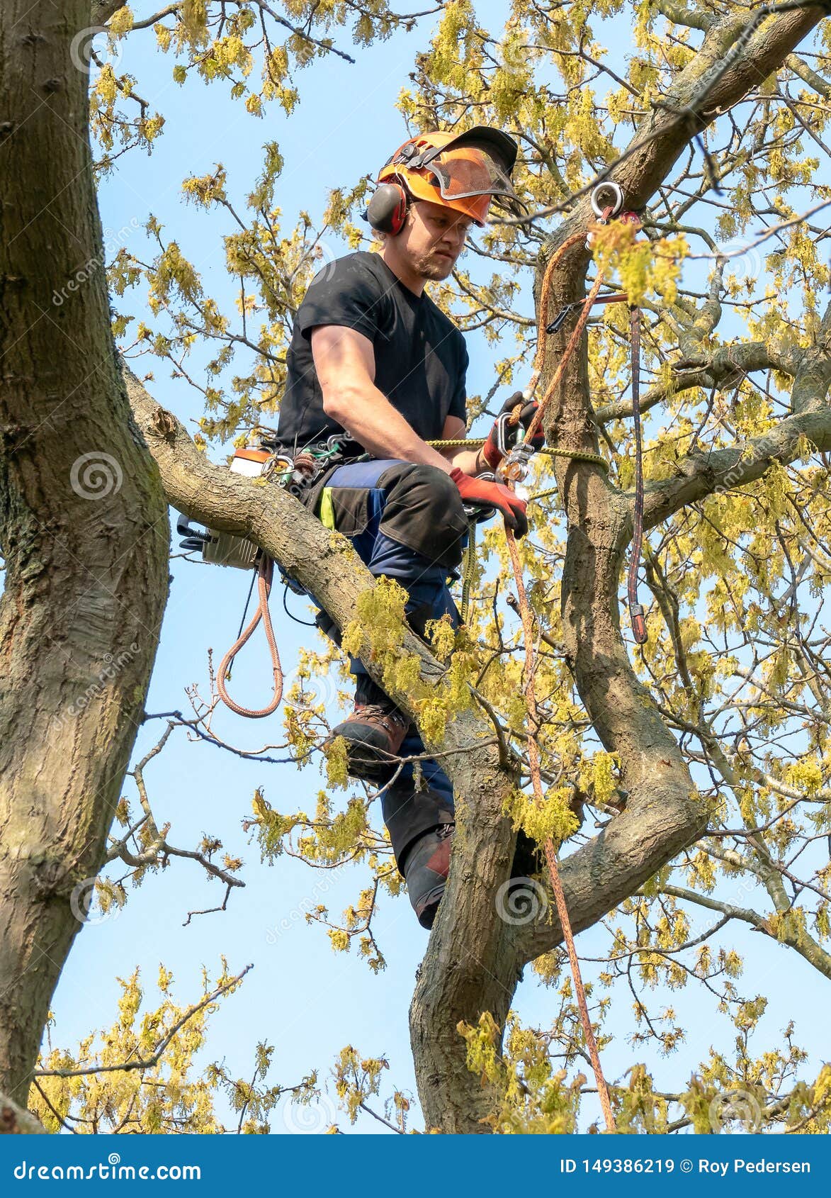 Tree Surgeon Adjusting Ropes Up a Tree Stock Image - Image of forestry ...