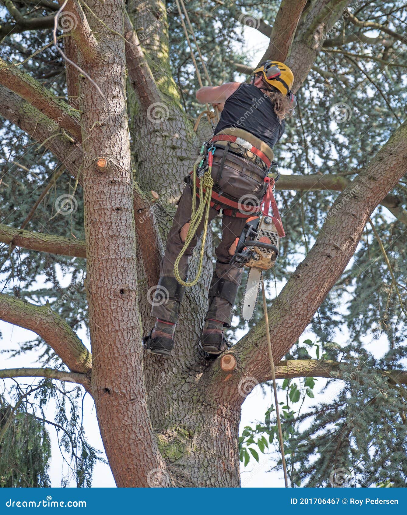 Tree Surgeon Climbing a Tree Stock Image - Image of risk, protection ...