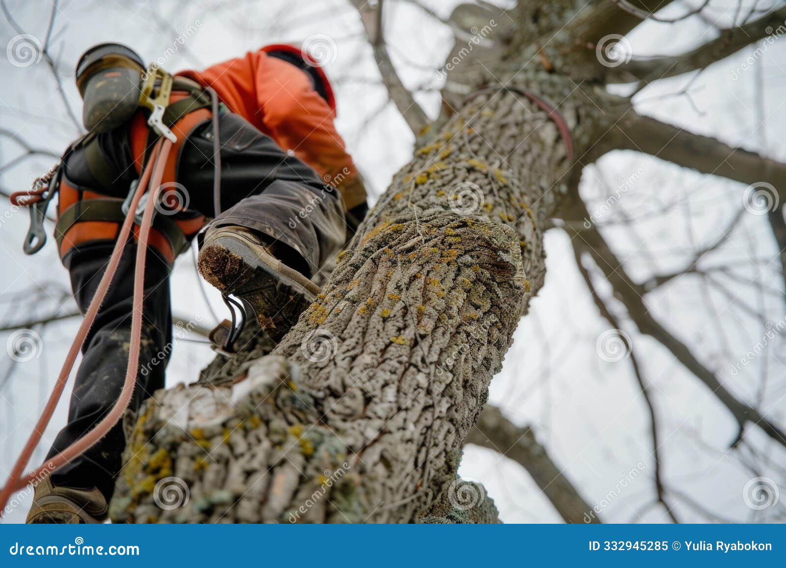 Tree Surgeon Climbing Tree with Safety Harness and Rope Stock Image ...