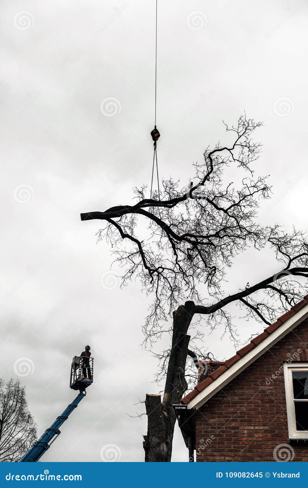 Tree Surgeon in Crane Cutting Old Oak Near House. Stock Image - Image ...