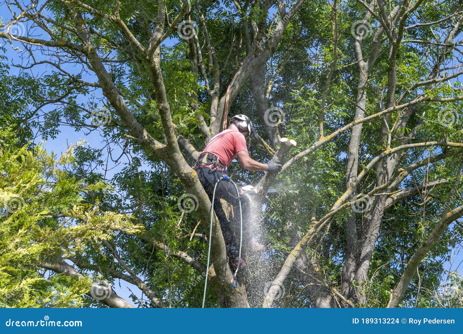 Tree Surgeon Cutting Tree Branch Stock Photo - Image of hardhat ...