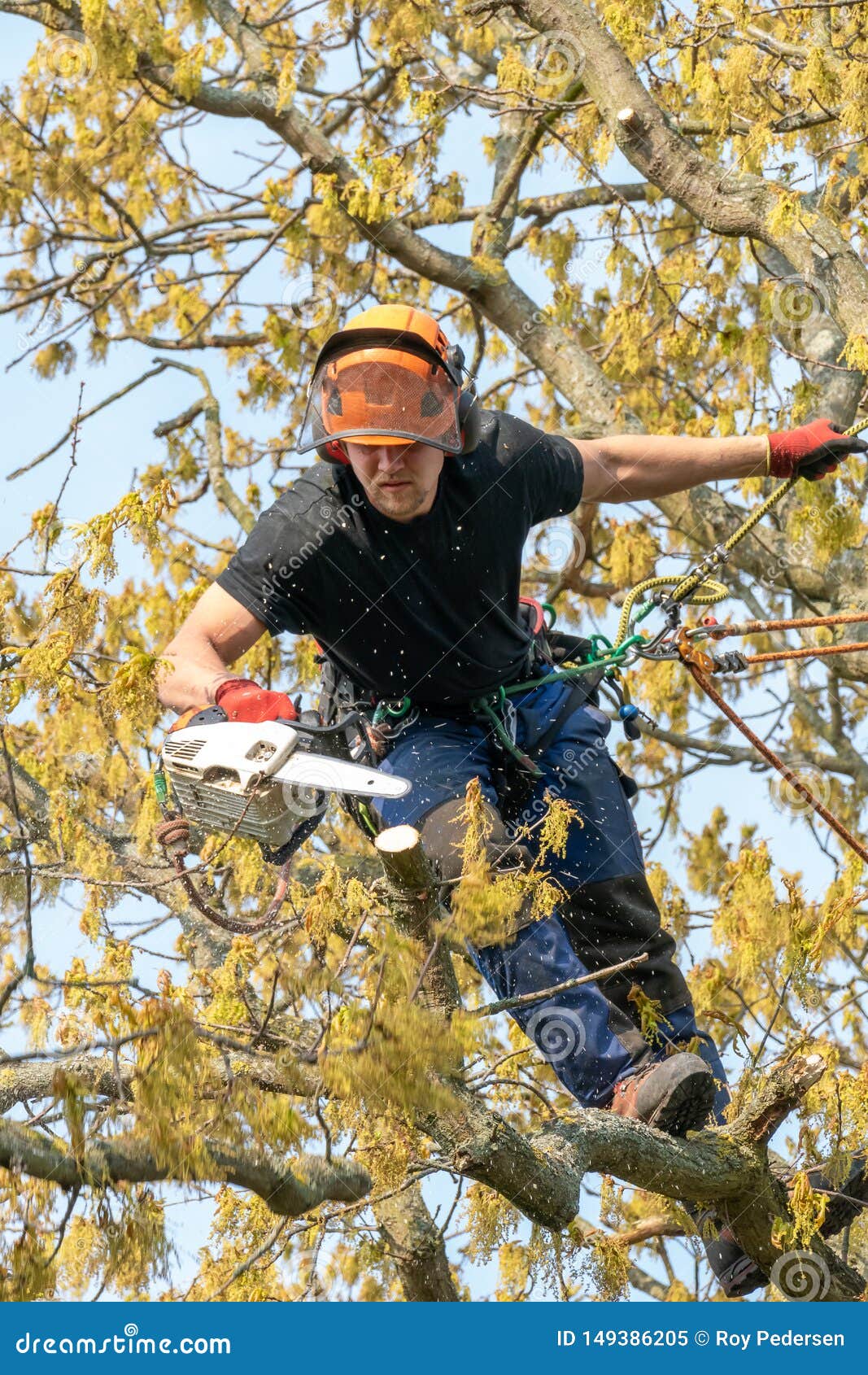 Tree Surgeon Cutting a Branch Stock Image - Image of arboriculture ...