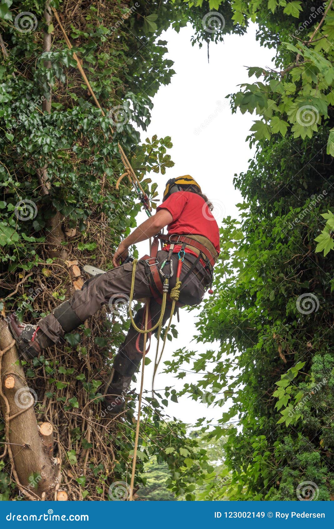 Tree Surgeon in a harness. stock image. Image of arboriculture - 123002149