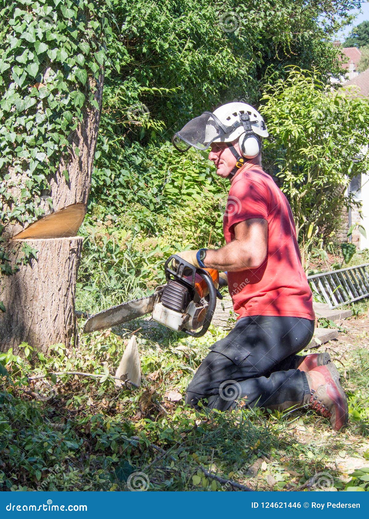 Making the First Cut in a Tree. Stock Photo - Image of helmet, sawing ...