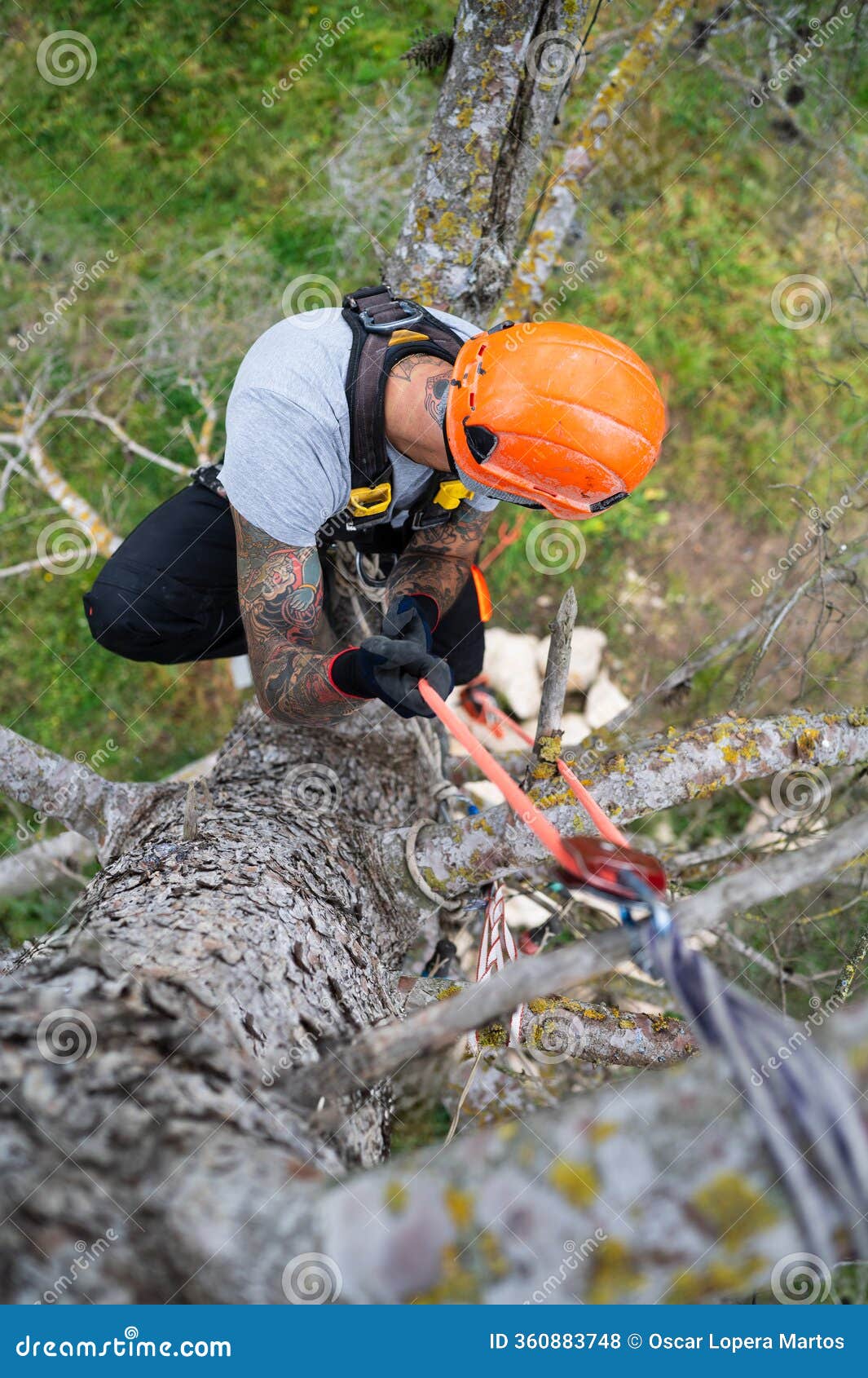 Tree Surgeon Performing Rope Access Tree Pruning Stock Photo - Image of ...