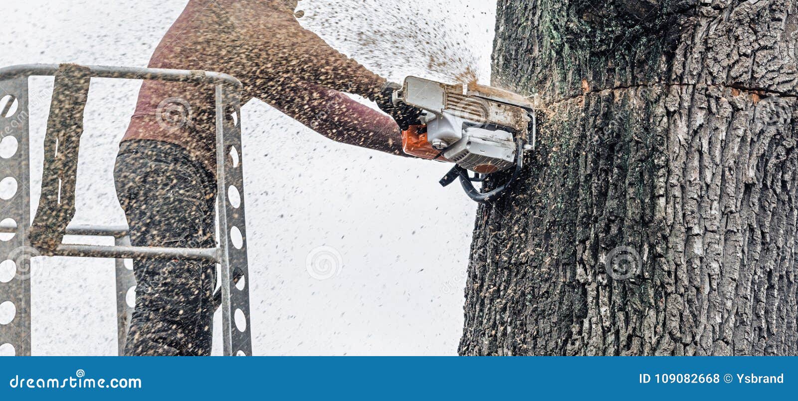 Tree Surgeon in Platform Cutting Thick Tree Trunk with Chainsaw. Stock ...