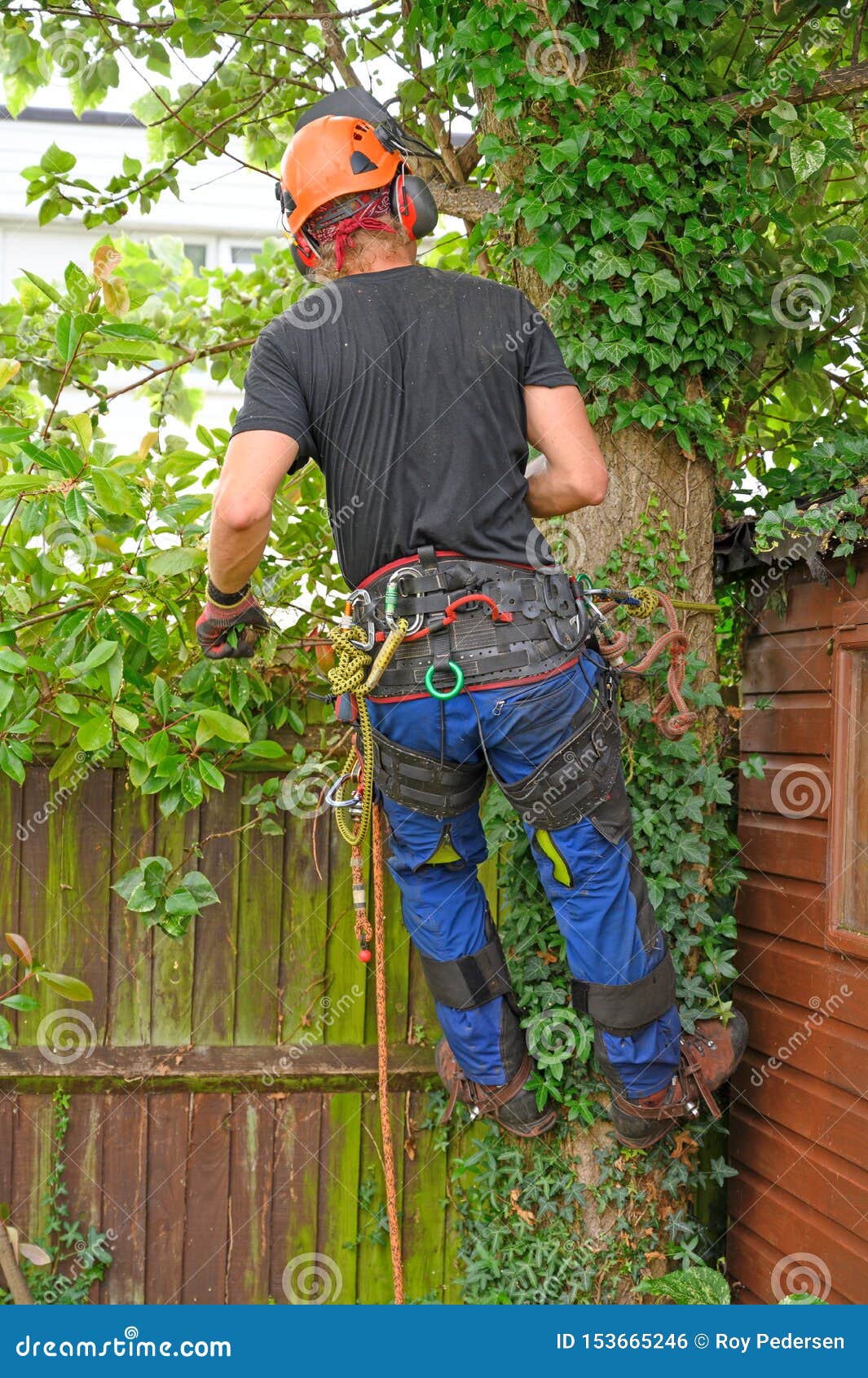 Tree Surgeon Roped To a Tree Stock Photo - Image of risk, protective ...