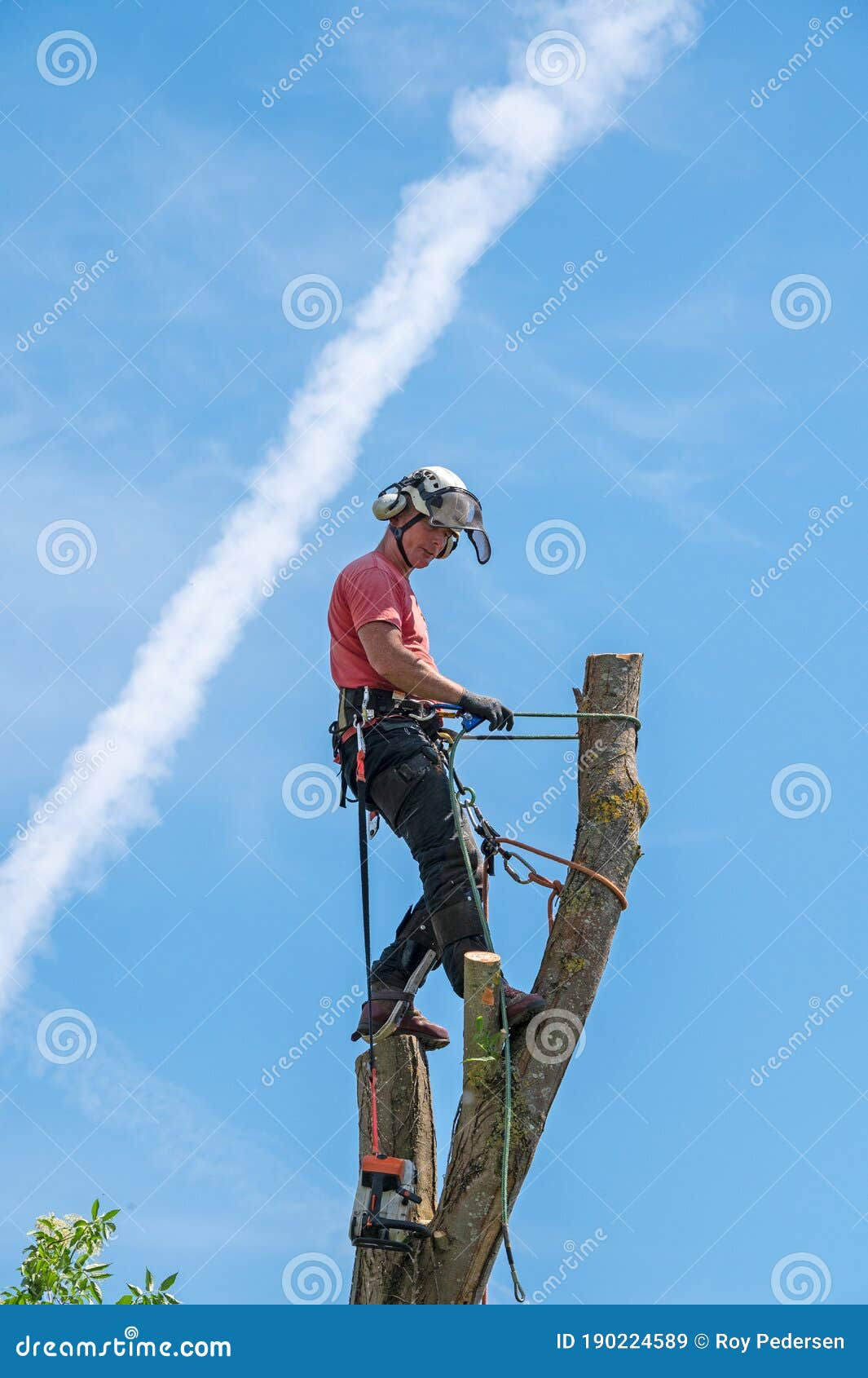 Tree Surgeon Standing on Top of a Tree Stock Image - Image of dangerous ...