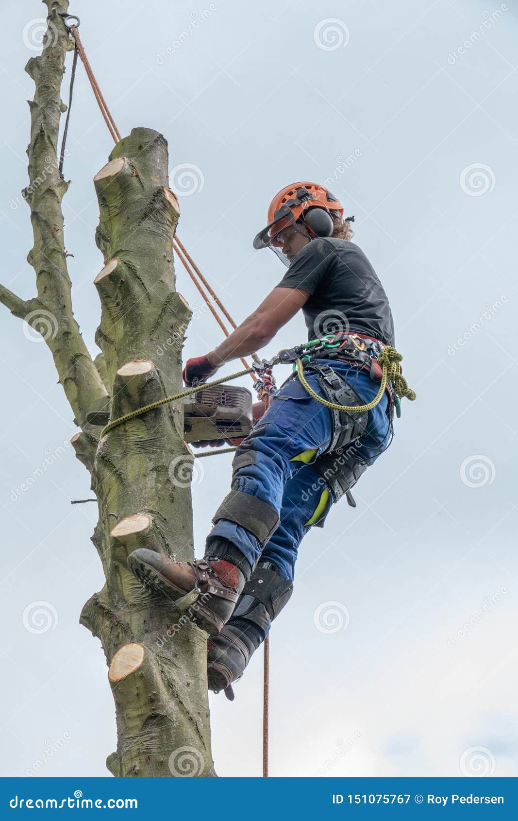 Tree Surgeon on tree stem stock image. Image of risk - 151075767