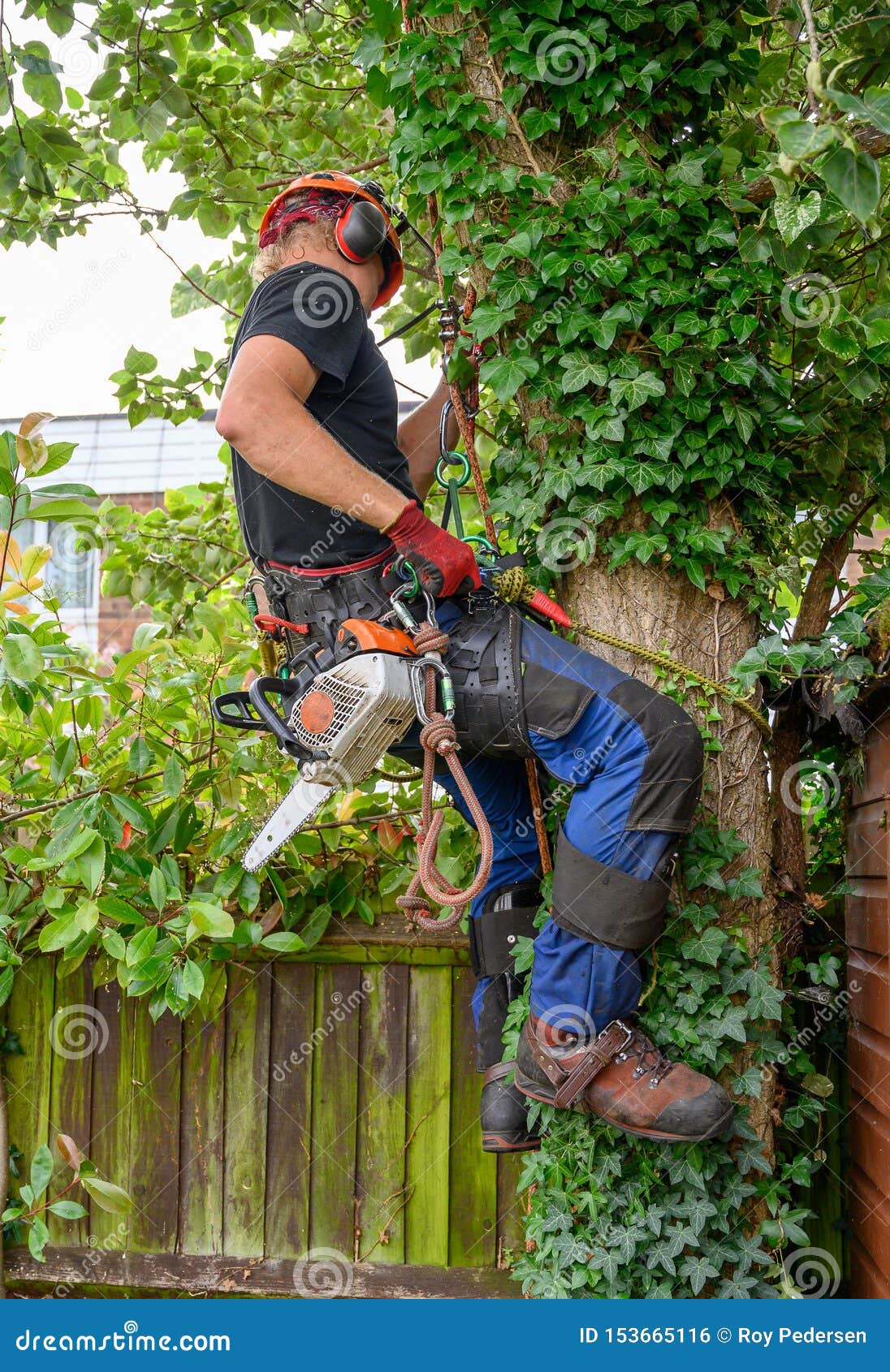 Tree Surgeon Testing Safety Ropes Stock Photo - Image of ...