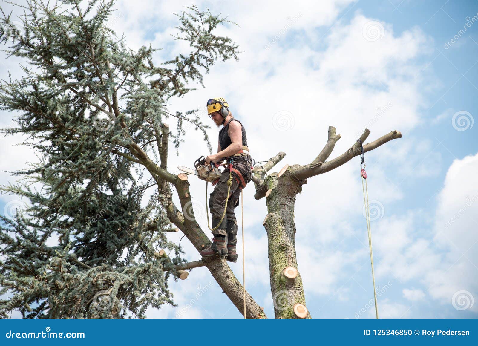Tree Surgeon at the Top of a Tree Stock Photo - Image of arboriculture ...
