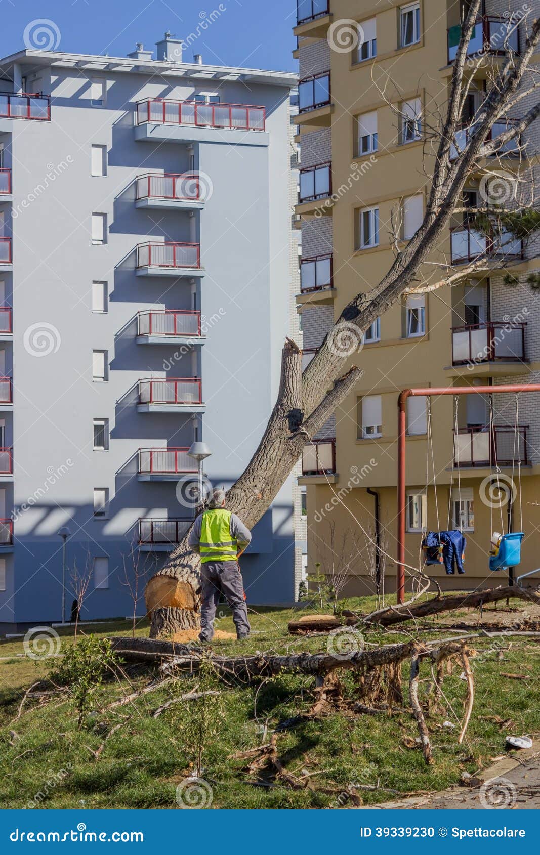 Tree Surgeon of Urban Tree, Cuts and Trims a Tree Stock Photo - Image ...
