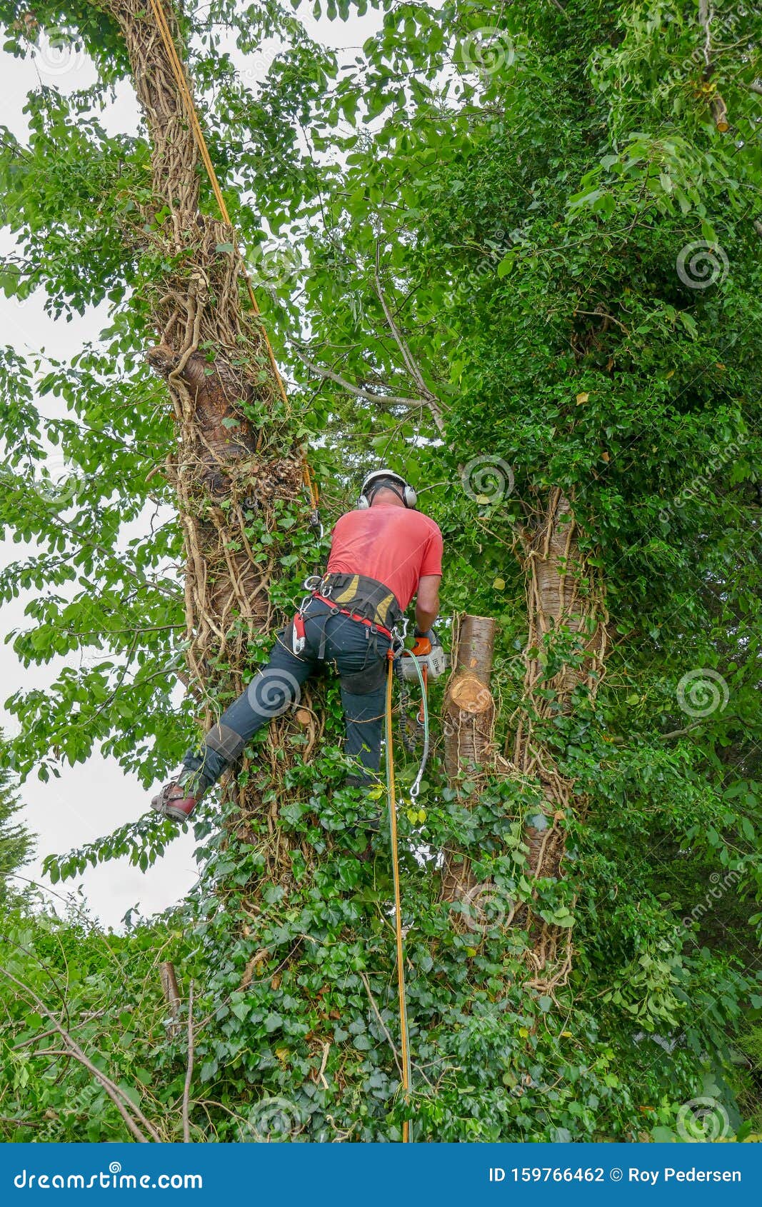 Tree Surgeon Using a Chainsaw Stock Photo - Image of arboriculture ...
