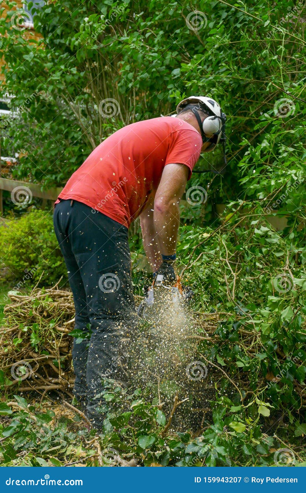 Tree Surgeon Using a Chainsaw Stock Image - Image of nature ...