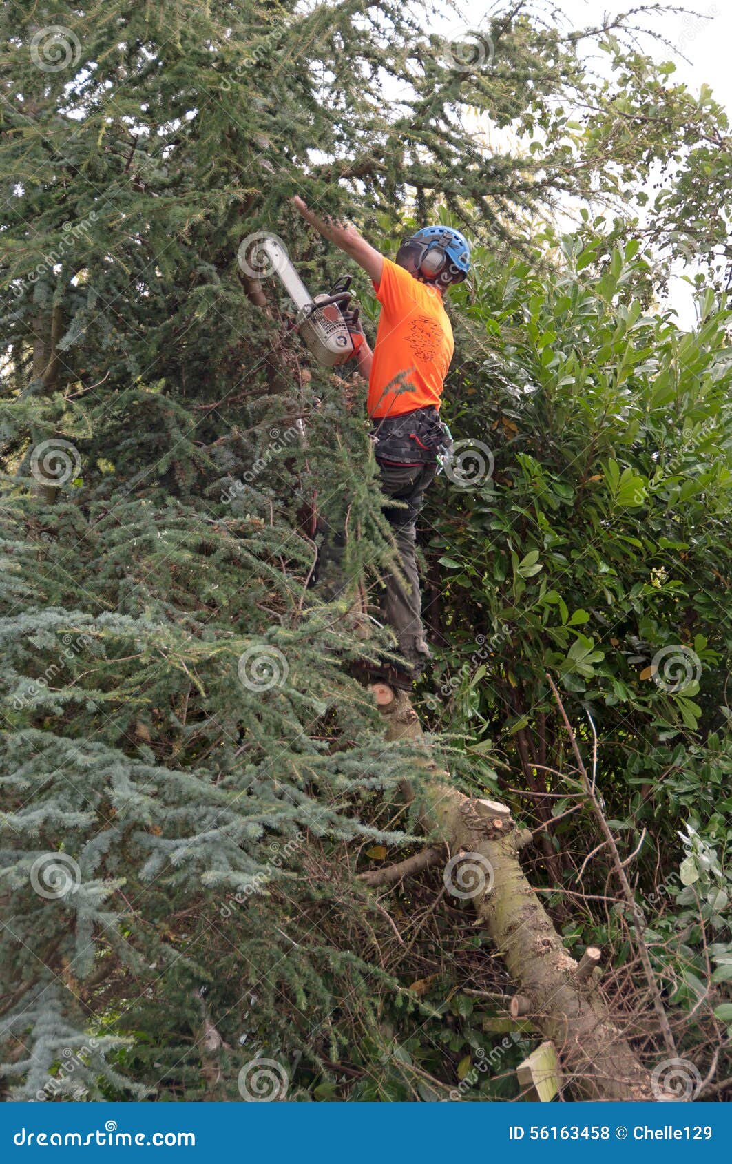 Tree surgeon editorial stock photo. Image of dangle, climb - 56163458