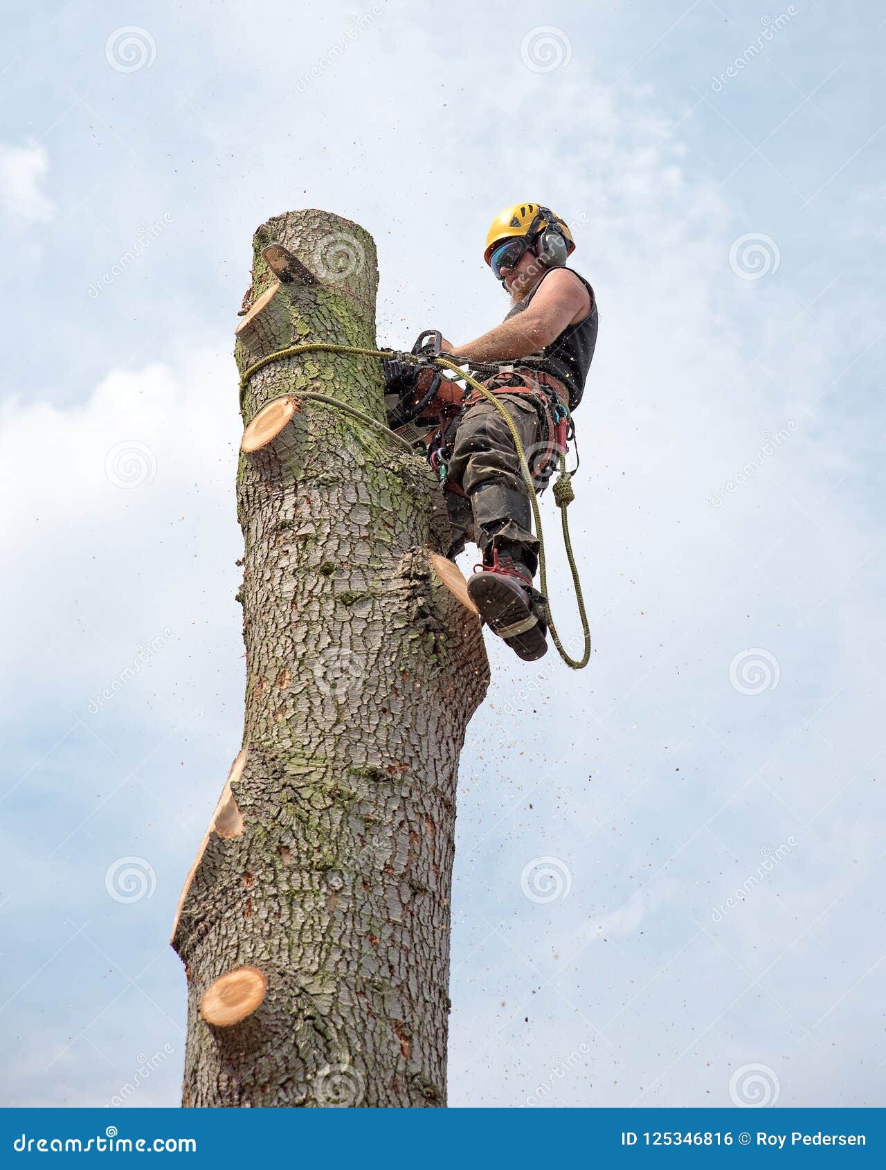 Working Tree Surgeon at the Top of a Tree Stock Photo - Image of ...