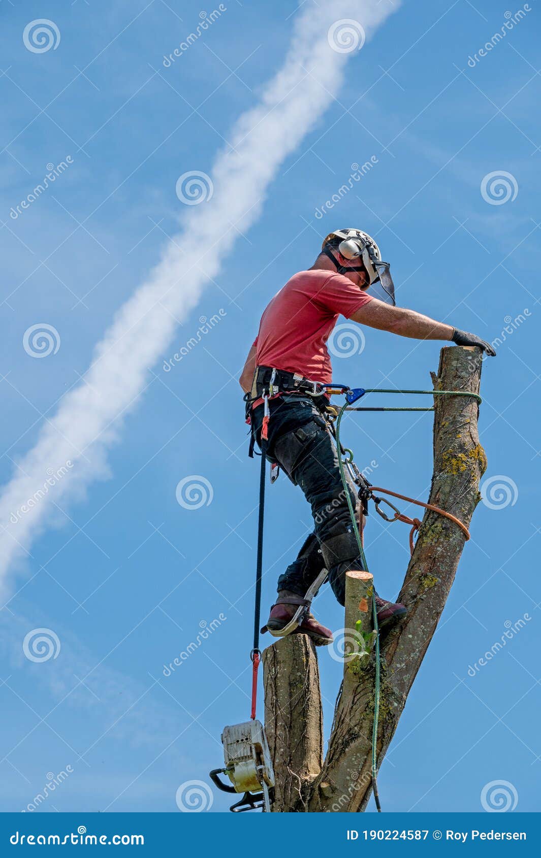 Tree Surgeon Using His Safety Rope Stock Image - Image of outside ...