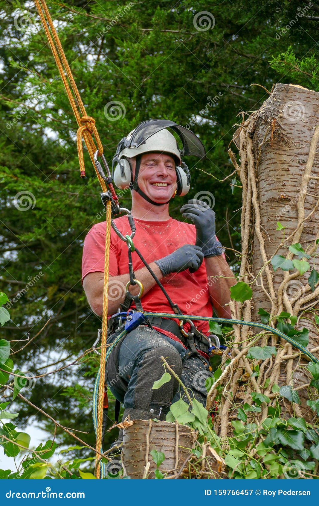 Tree Surgeon Using Safety Ropes Stock Image - Image of outdoor ...