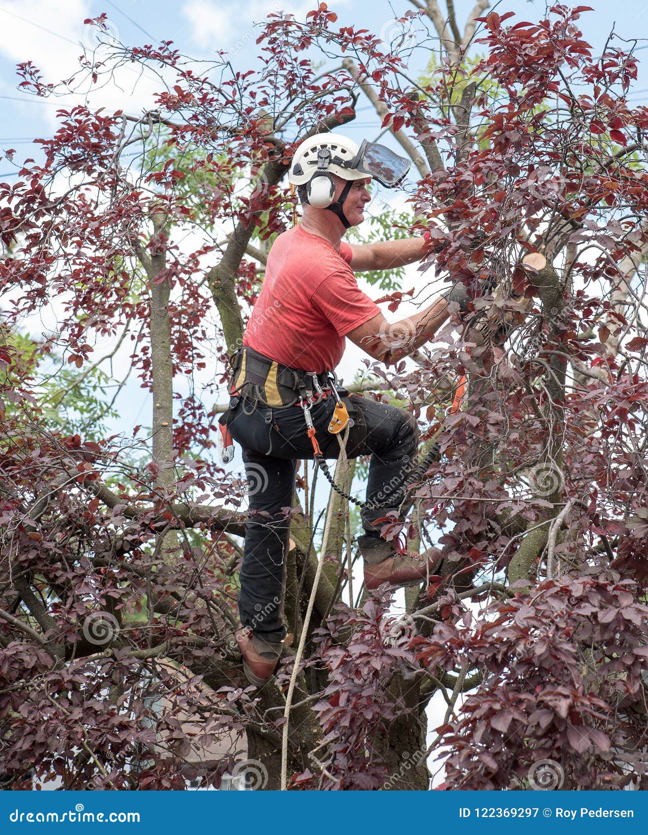 Tree Surgeon at work stock image. Image of pruning, protective - 122369297