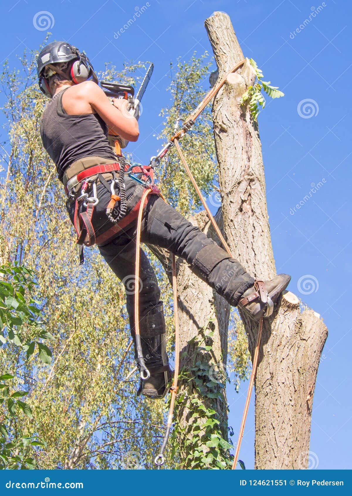 Tree Surgeon Working Up a Tree Stock Image - Image of cutting ...