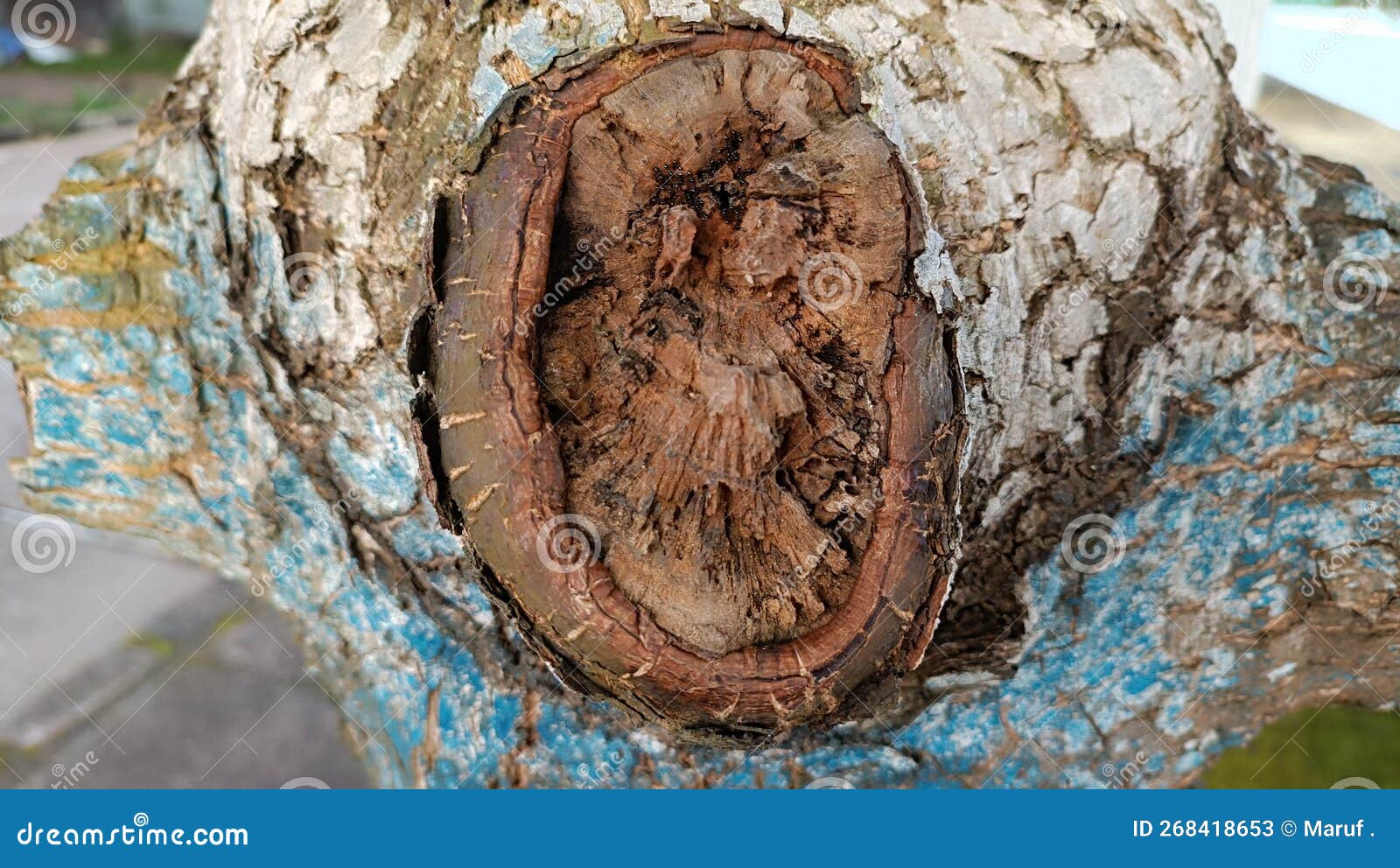 Tree Surgery Branch Pruning Wound Scar Stock Image - Image of scar ...