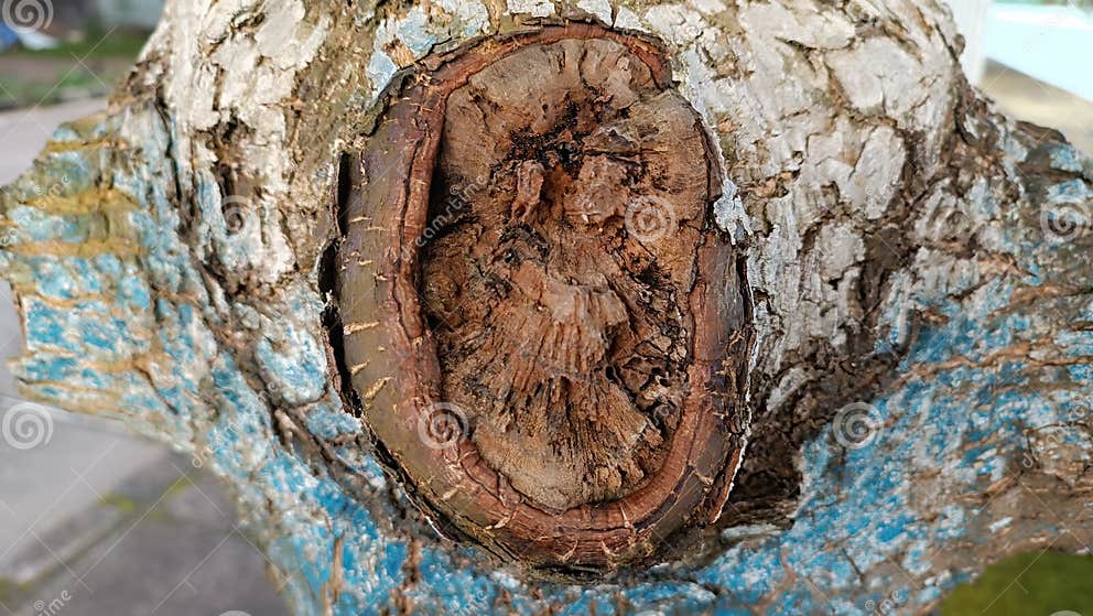 Tree Surgery Branch Pruning Wound Scar Stock Image - Image of scar ...