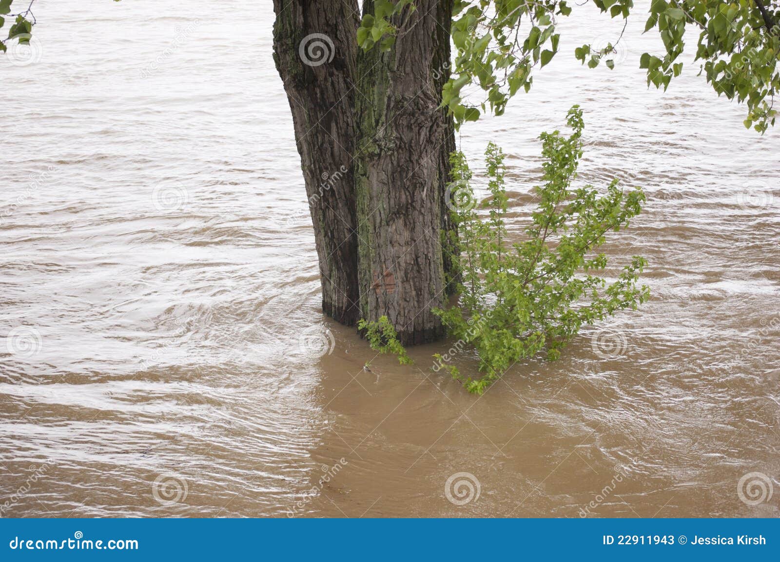 Tree Surrounded by Floodwater Stock Image - Image of field, earth: 22911943