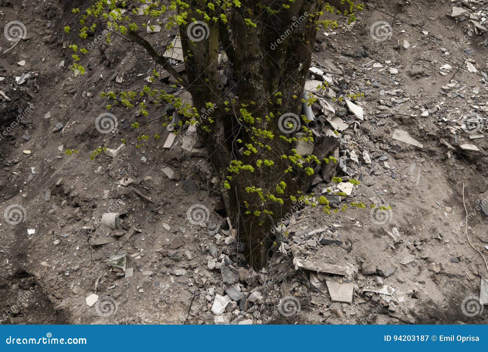 Tree surrounded by garbage stock image. Image of adaptation - 94203187