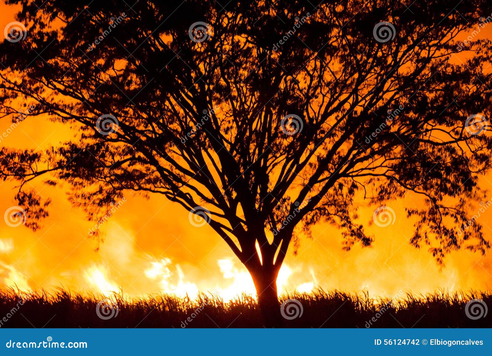 A Tree Surrounded by an Intense Fire. Stock Photo - Image of sugar ...
