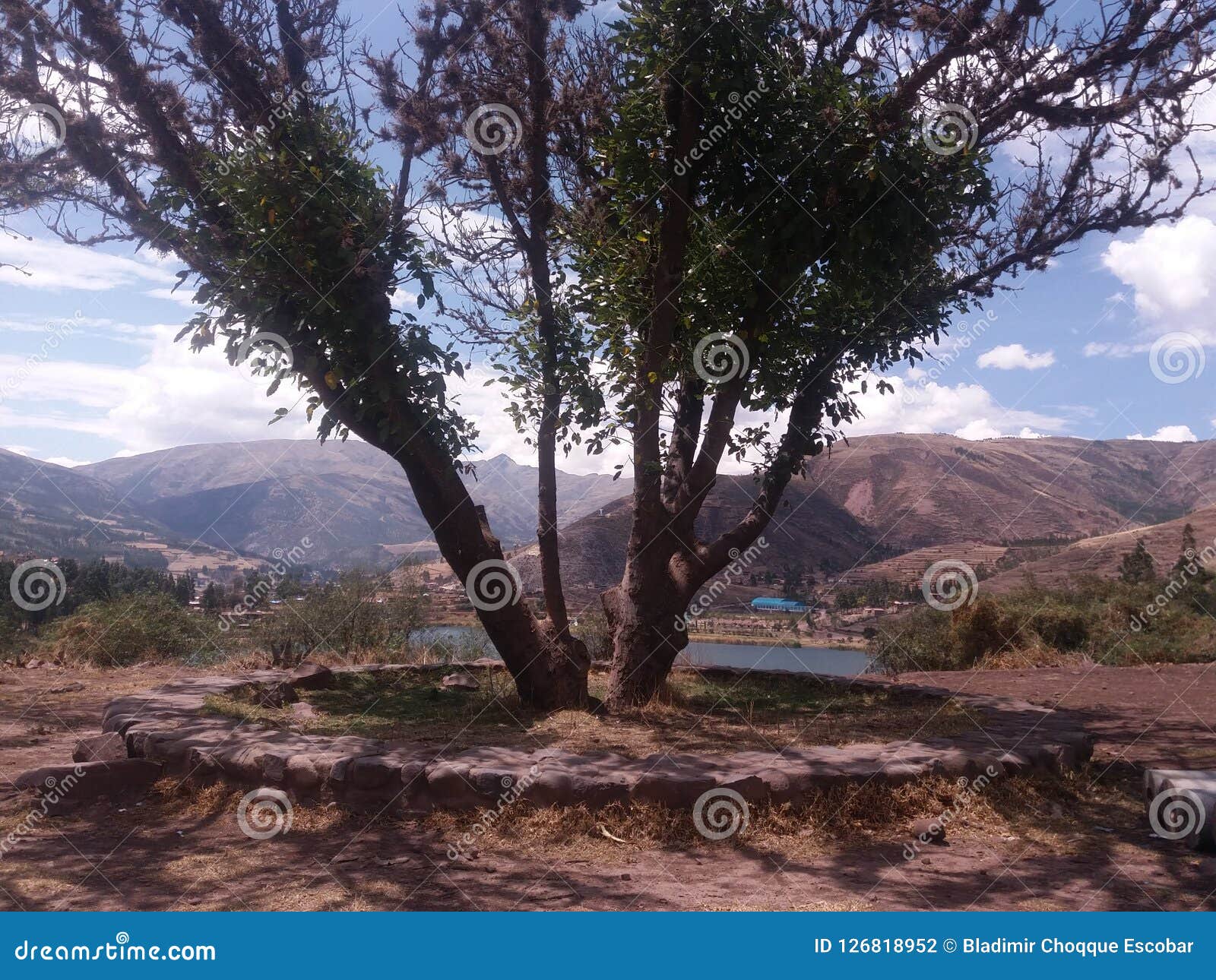 Tree surrounded by stones stock photo. Image of church - 126818952