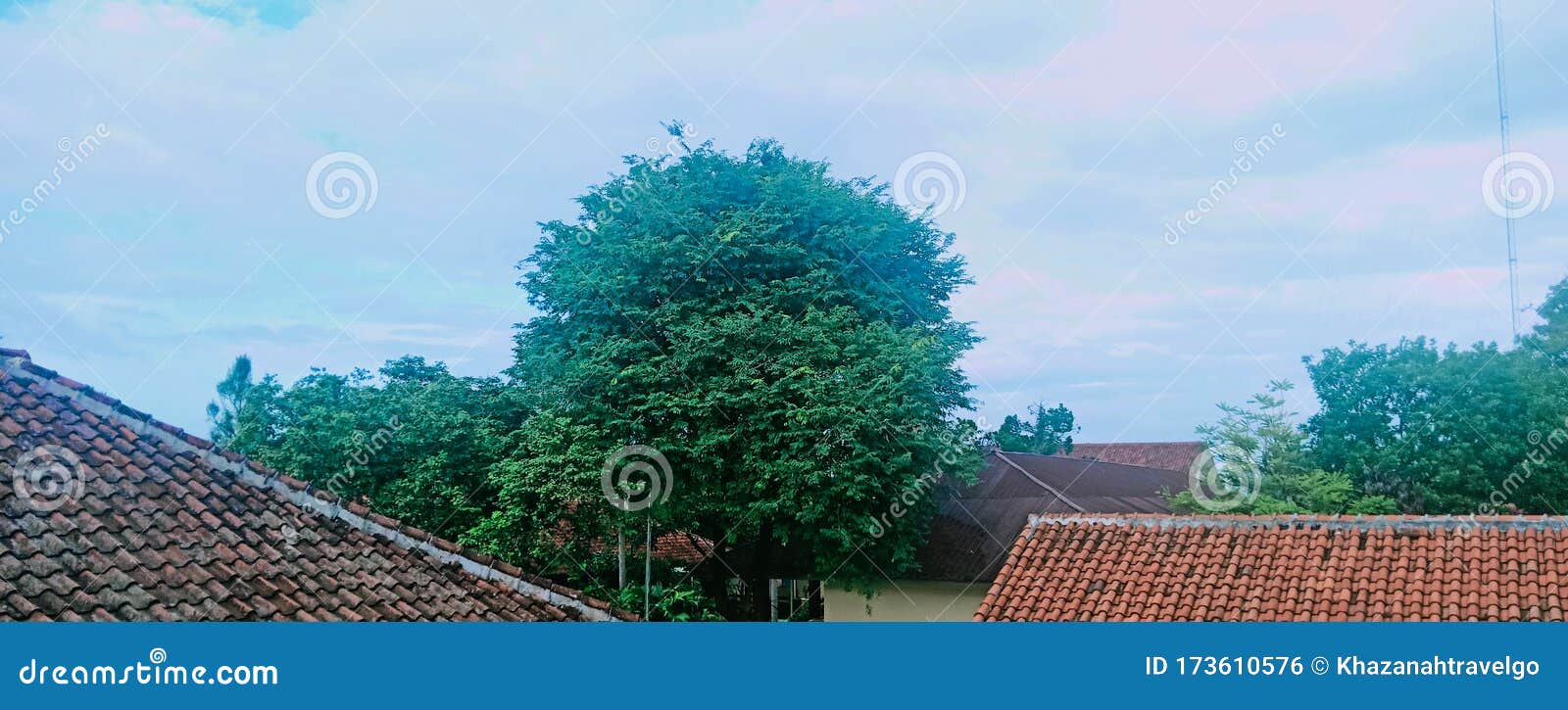Tree behind roofs stock photo. Image of buildings, roofs - 173610576