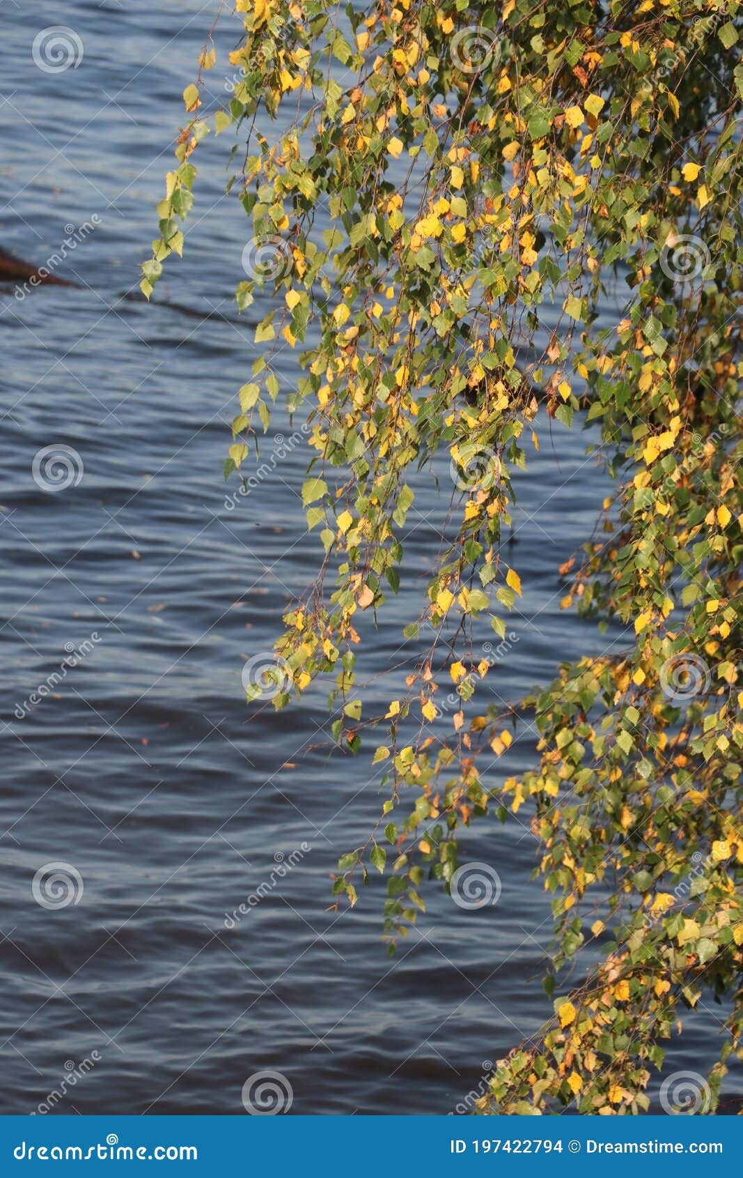 A tree surrounded by water stock photo. Image of nature - 197422794