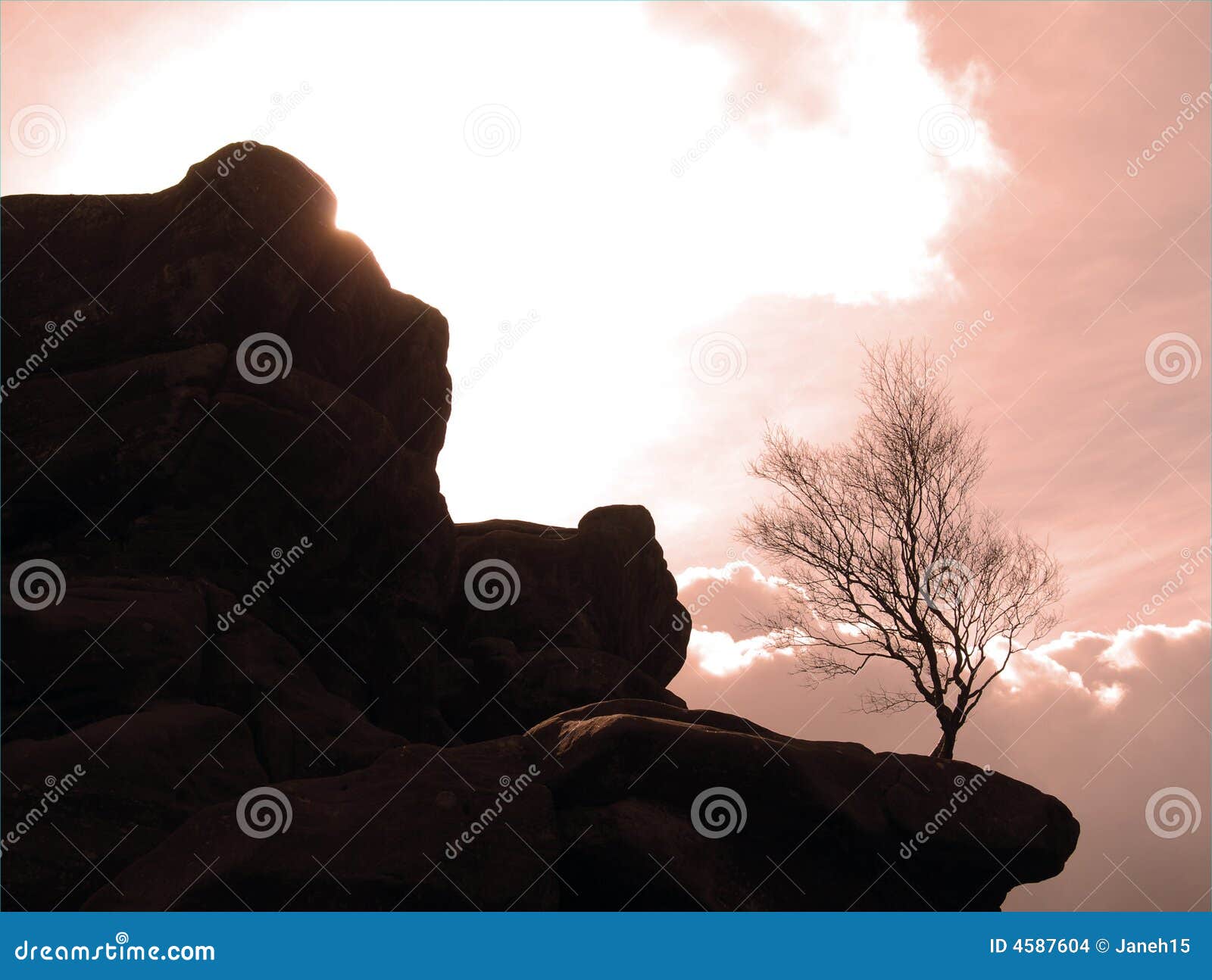 Tree surviving among rocks stock photo. Image of environment - 4587604