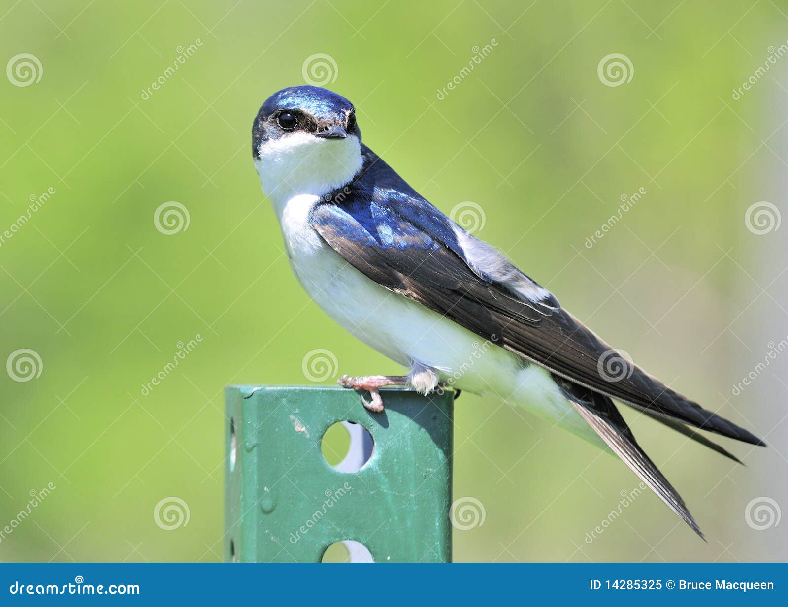 Tree Swallow stock image. Image of perched, birding, animals - 14285325