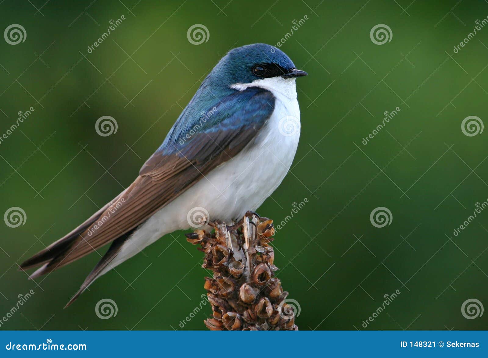 Tree swallow stock image. Image of bird, birds, wings, pretty - 148321