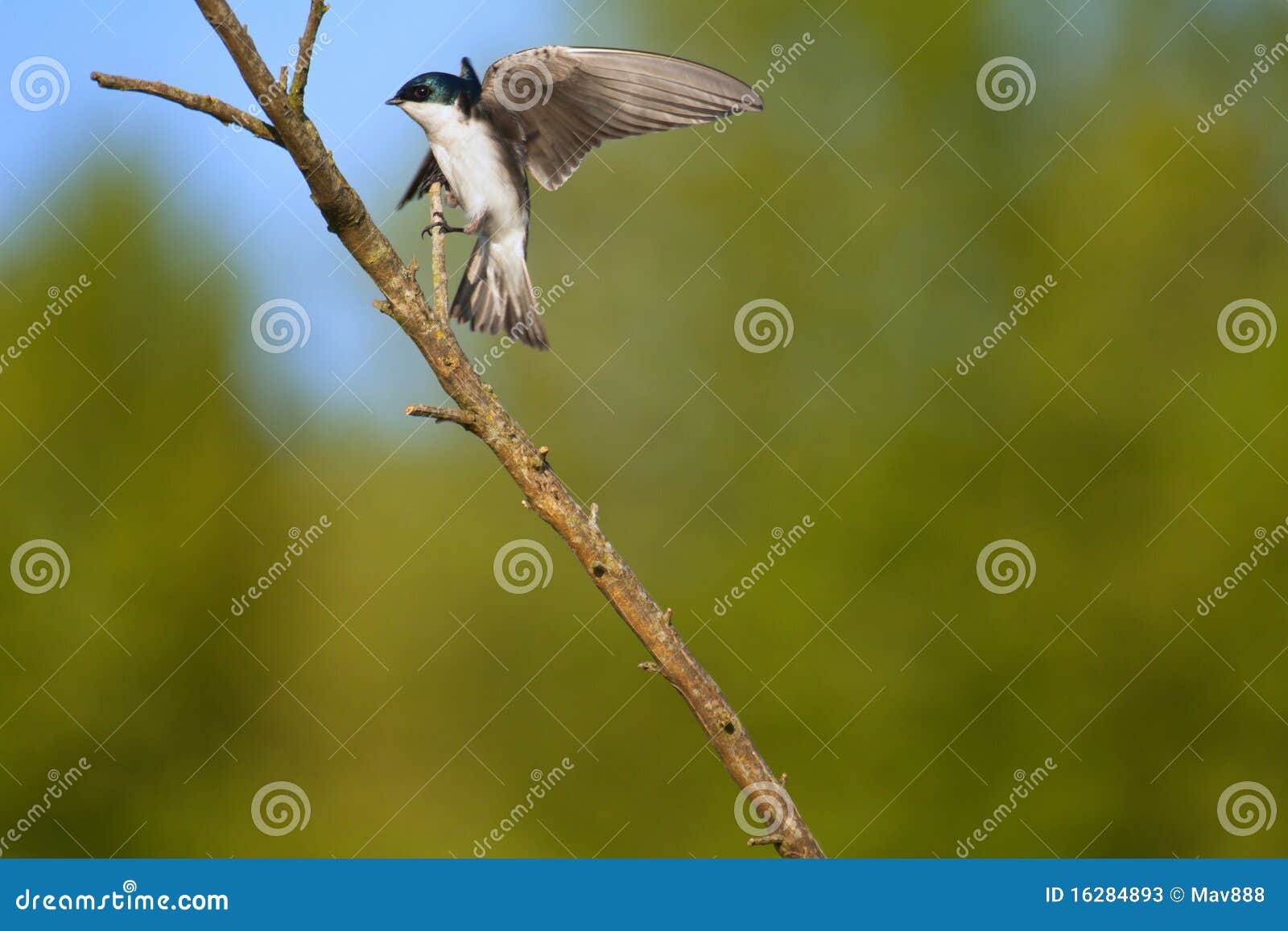 Tree Swallow stock image. Image of nature, twig, beak - 16284893