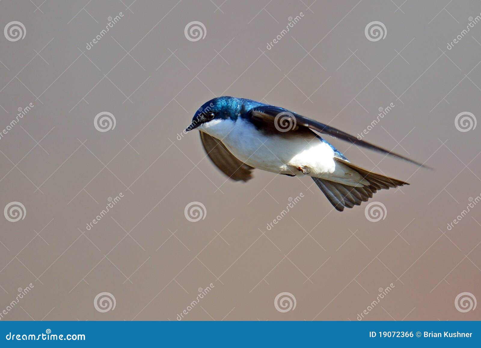 Tree Swallow stock photo. Image of bluebird, spring, bird - 19072366