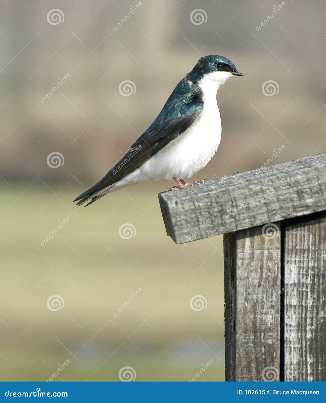 Tree Swallow 2 stock image. Image of nesting, nature, spring - 102615