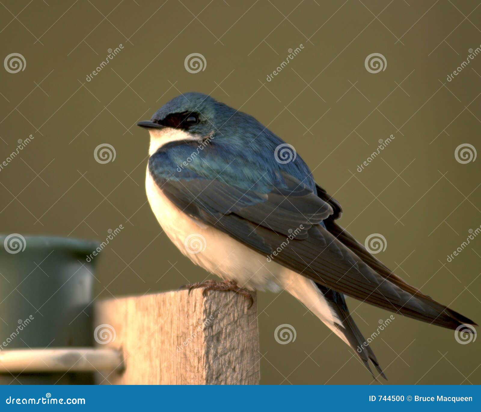 Tree Swallow 2 stock photo. Image of wildlife, fields, forests - 744500