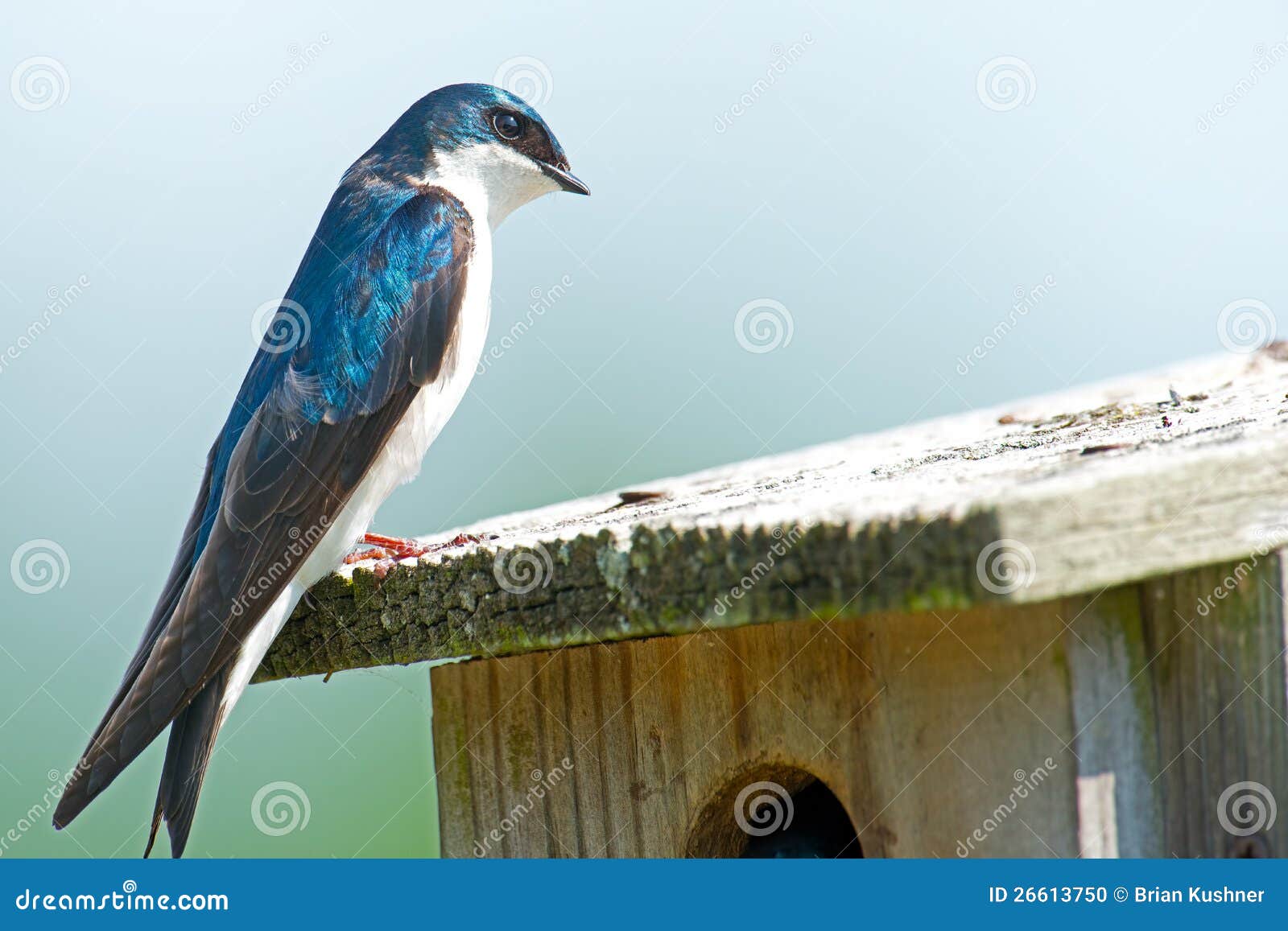 Tree Swallow stock photo. Image of nest, sailing, migration - 26613750