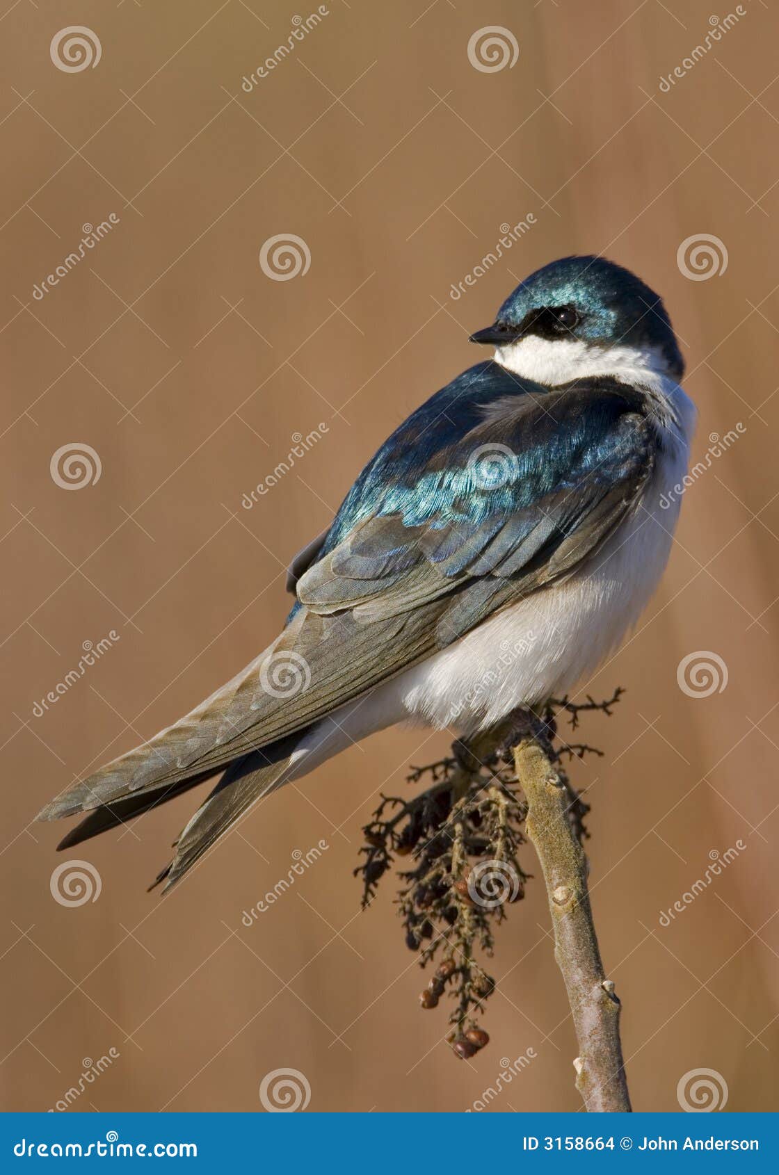 Tree Swallow stock photo. Image of bird, spring, wings - 3158664