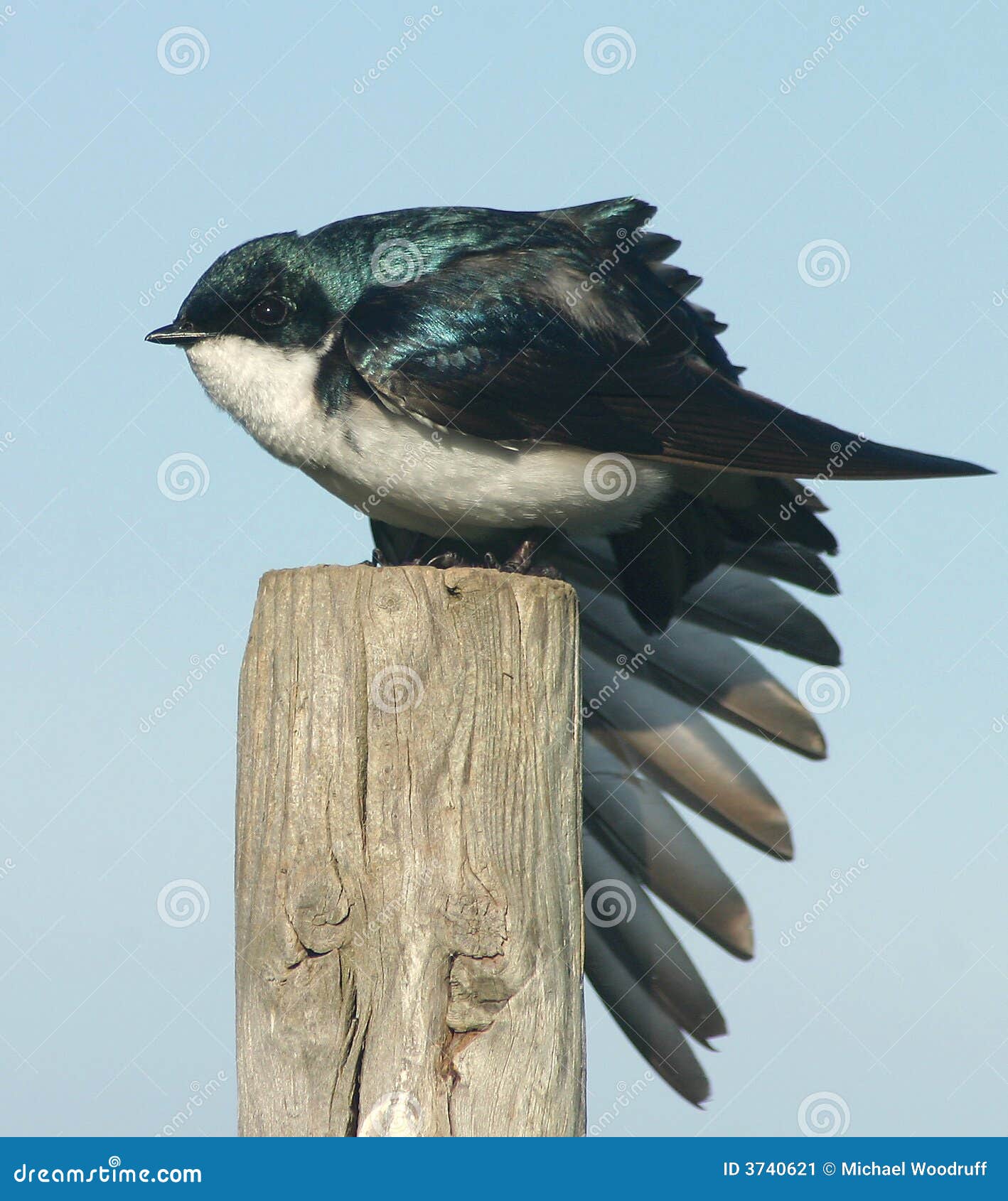 Tree Swallow stock image. Image of biology, blue, migrant - 3740621