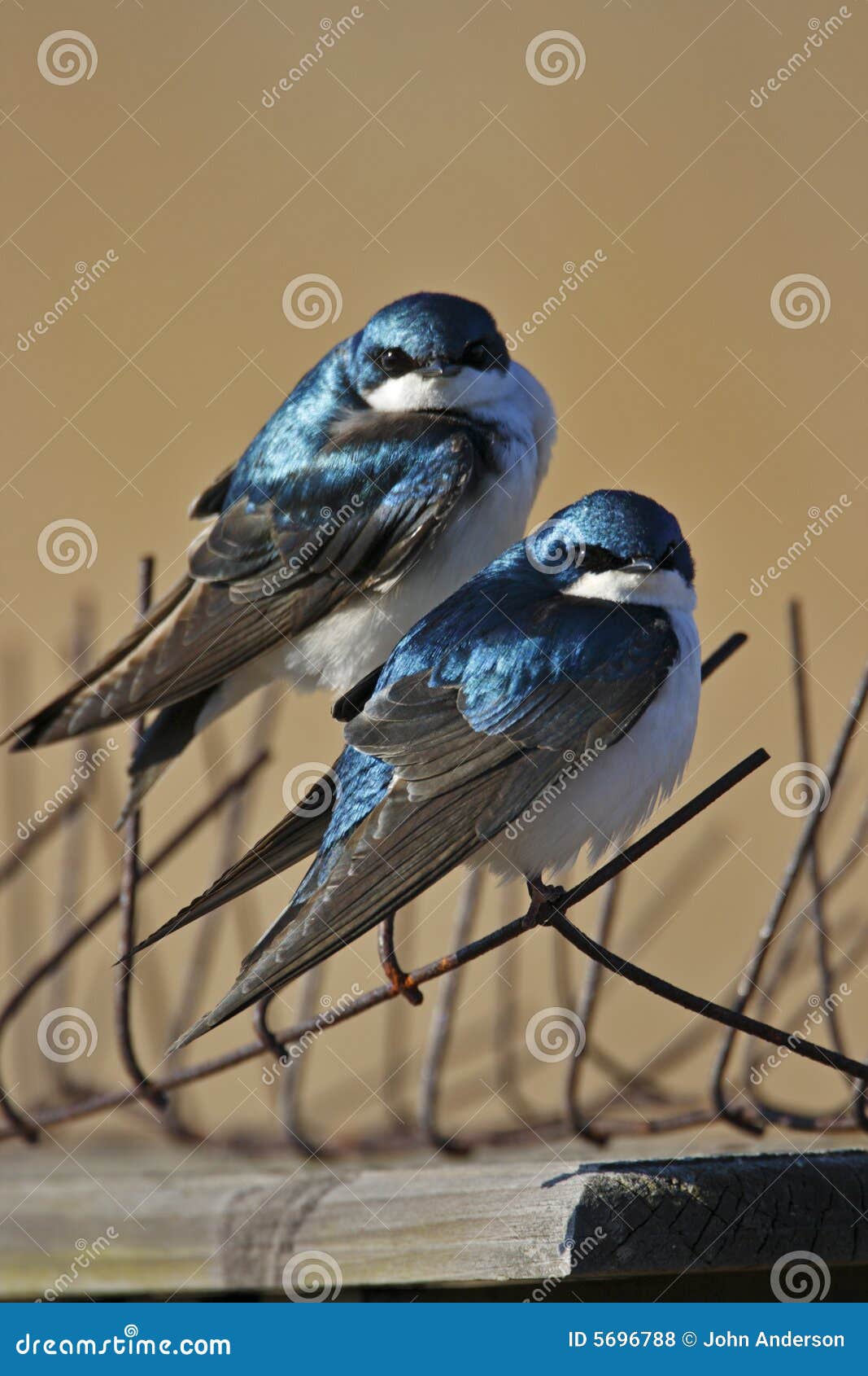 Tree swallow stock photo. Image of swallow, tree, animal - 5696788