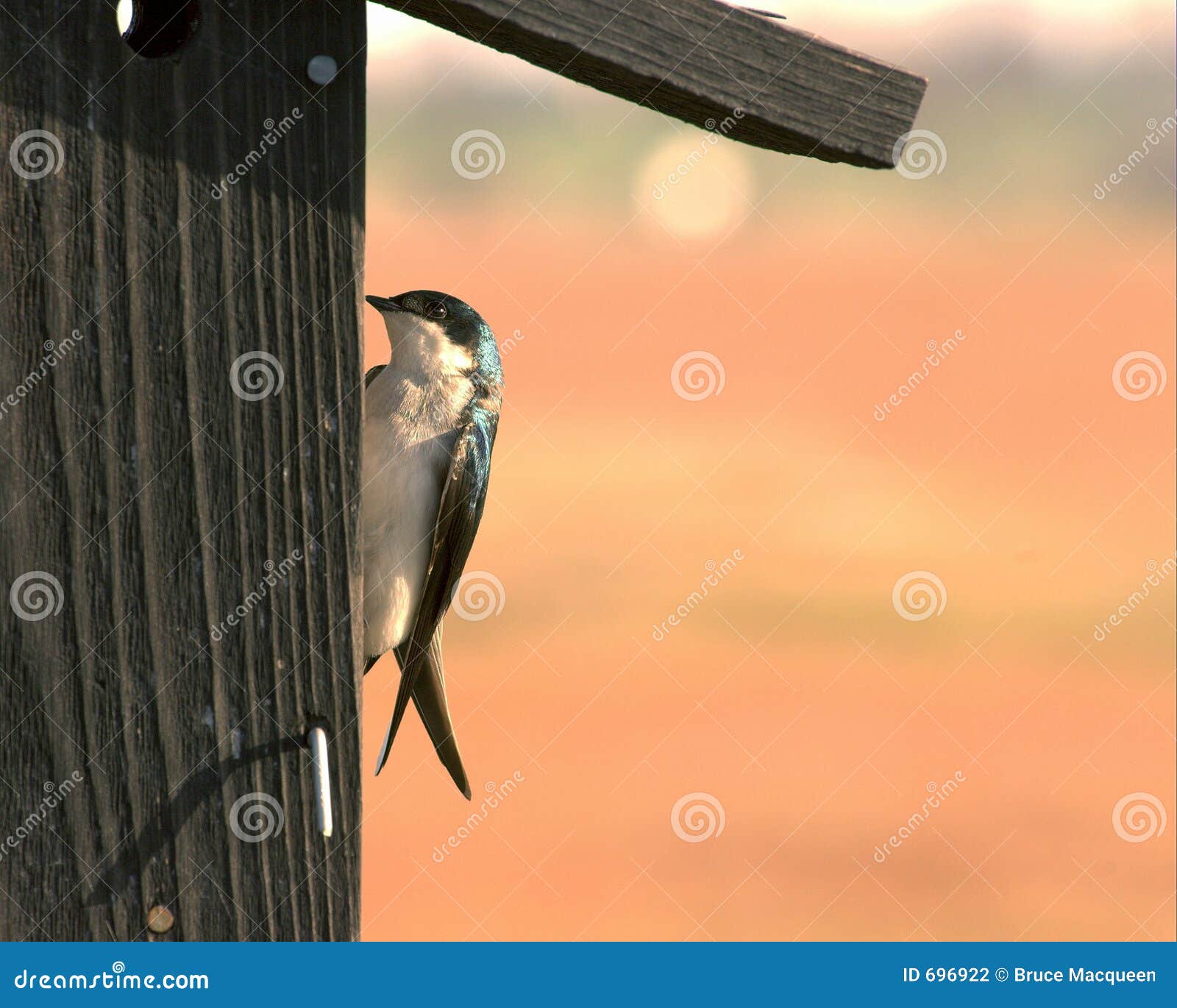 Tree Swallow stock photo. Image of tree, wildlife, nesting - 696922
