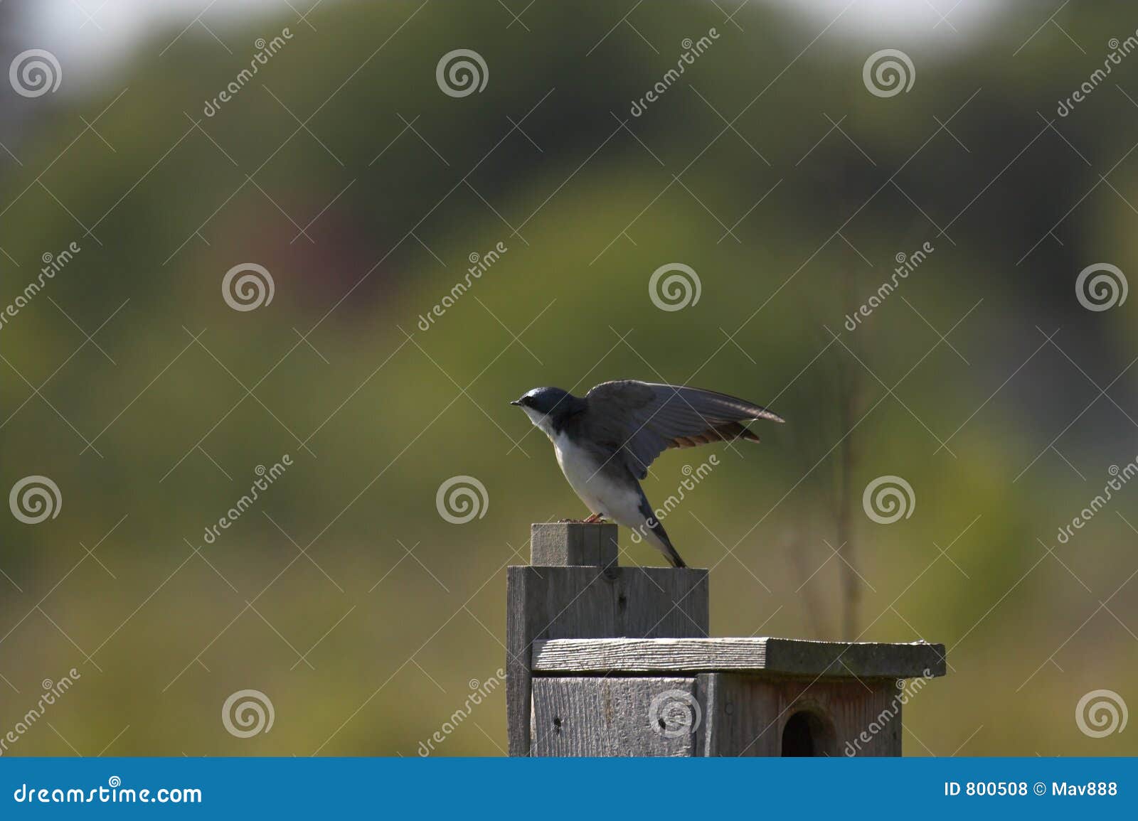 Tree Swallow stock photo. Image of wings, wildlife, spring - 800508
