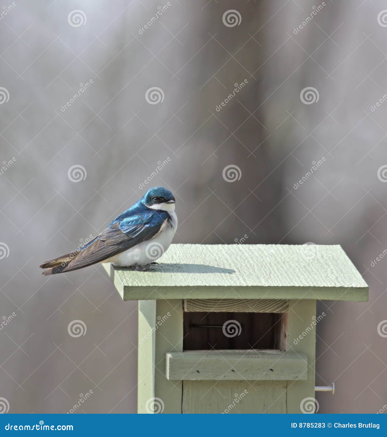 Tree Swallow stock image. Image of fauna, focus, ornithology - 8785283