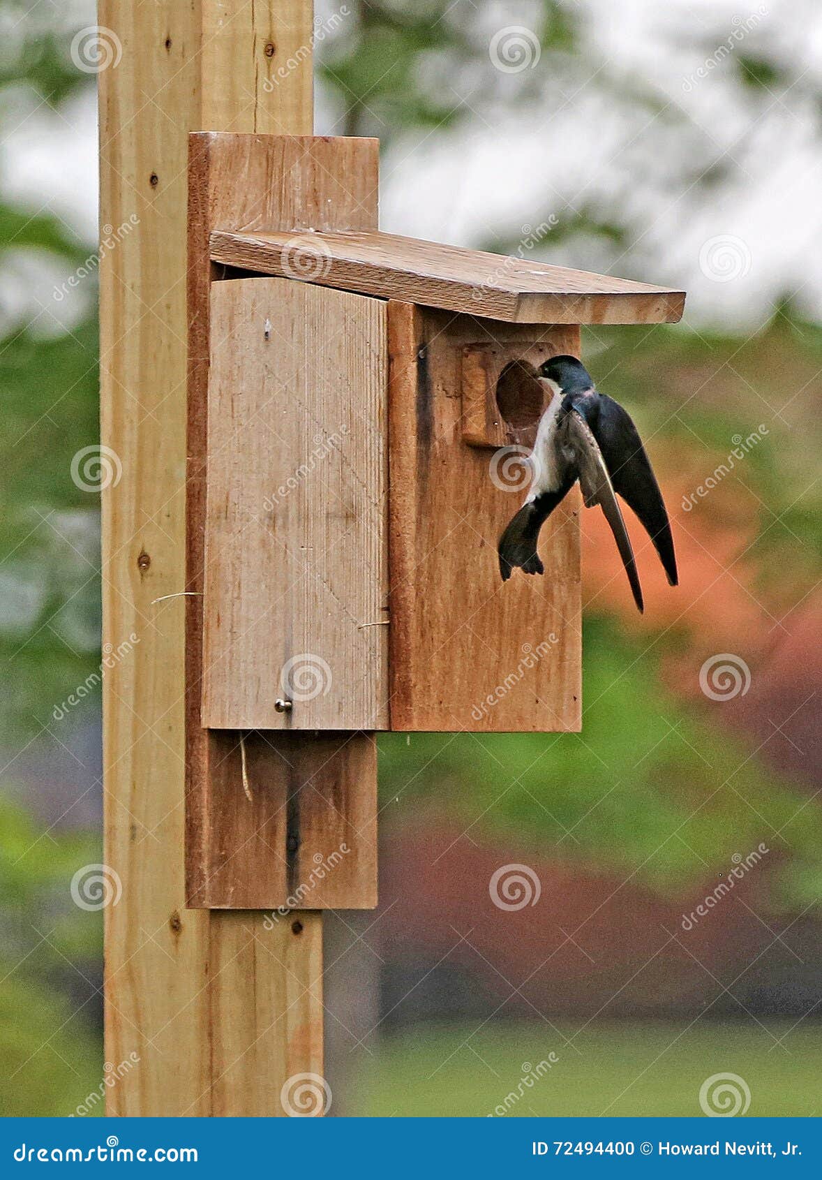 Tree Swallow Approaching Nesting Box Stock Photo - Image of black ...